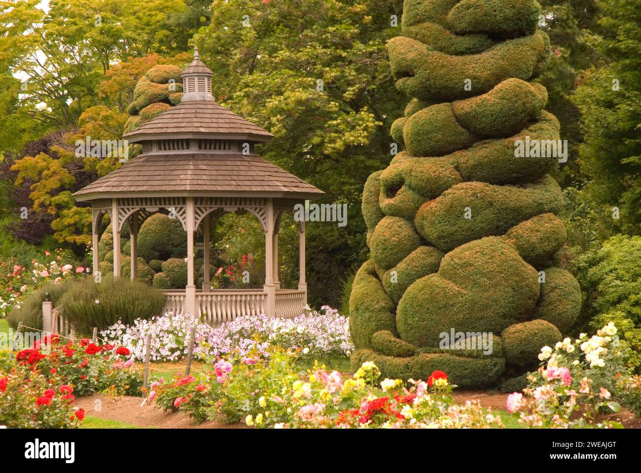 Rose Garden, Woodland Park, Seattle, Washington Stock Photo - Alamy