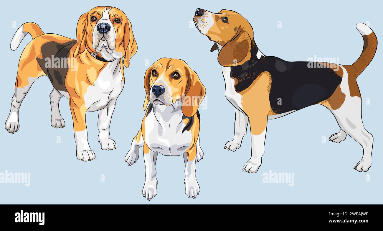 Vector set of serious dog Beagle breed Stock Vector Image & Art - Alamy