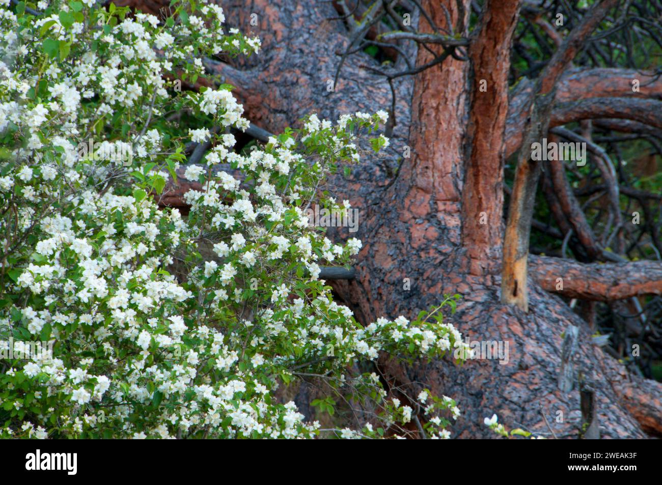 Serviceberry in bloom with ponderosa pine log, Swakane Wildlife Area ...