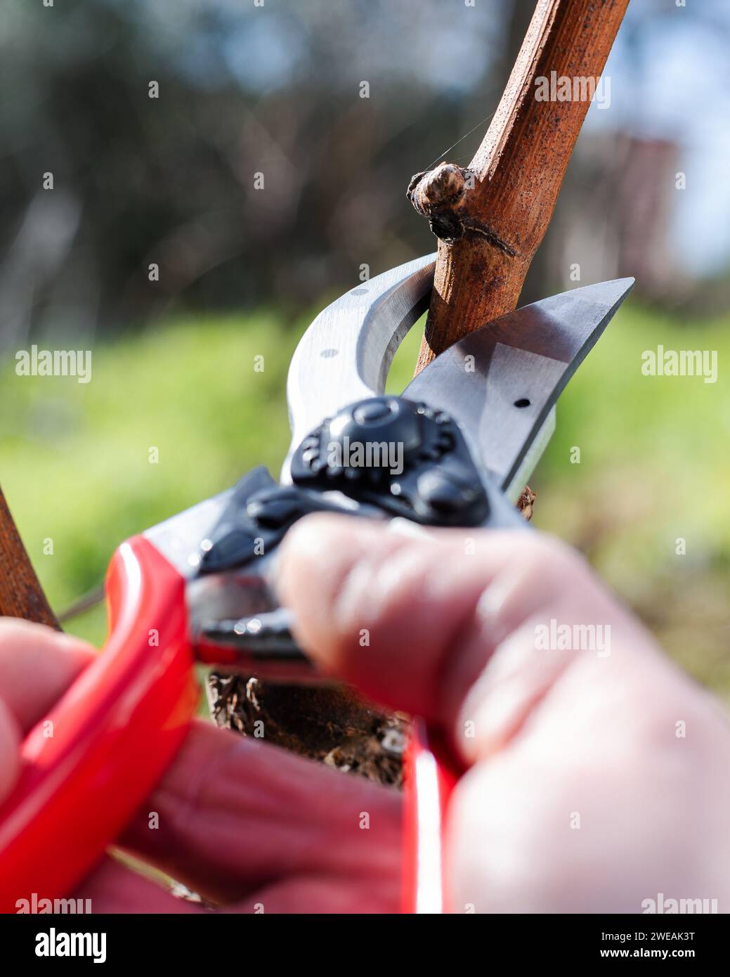 Winegrower pruning the vineyard with professional steel scissors ...