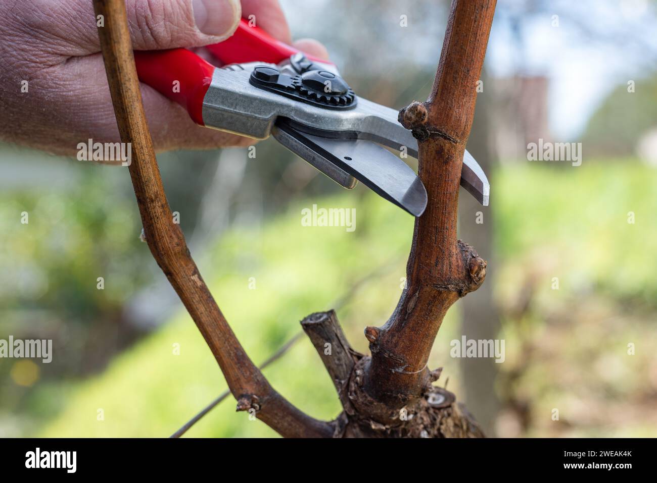Winegrower pruning the vineyard with professional steel scissors ...