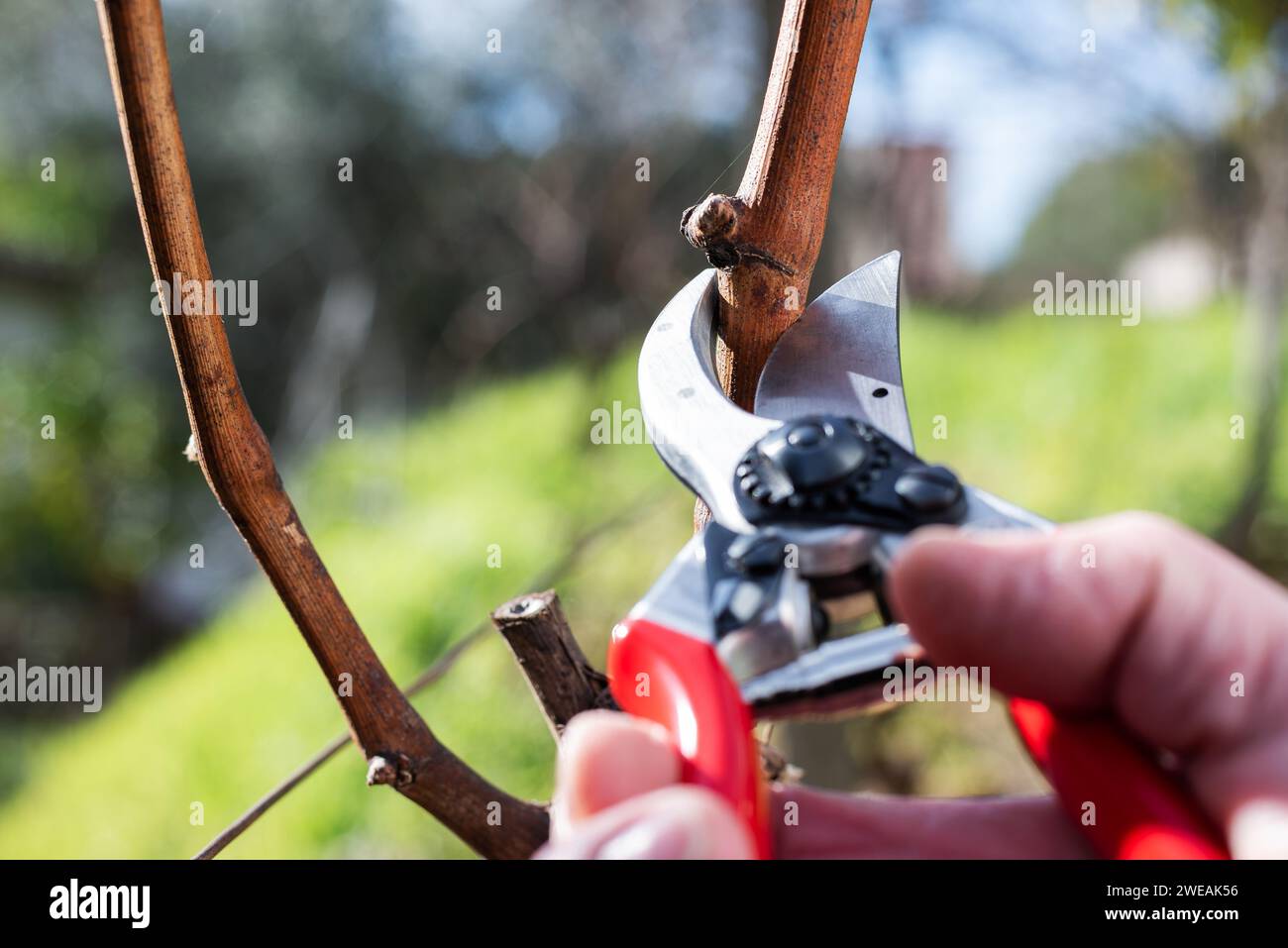 Winegrower pruning the vineyard with professional steel scissors ...