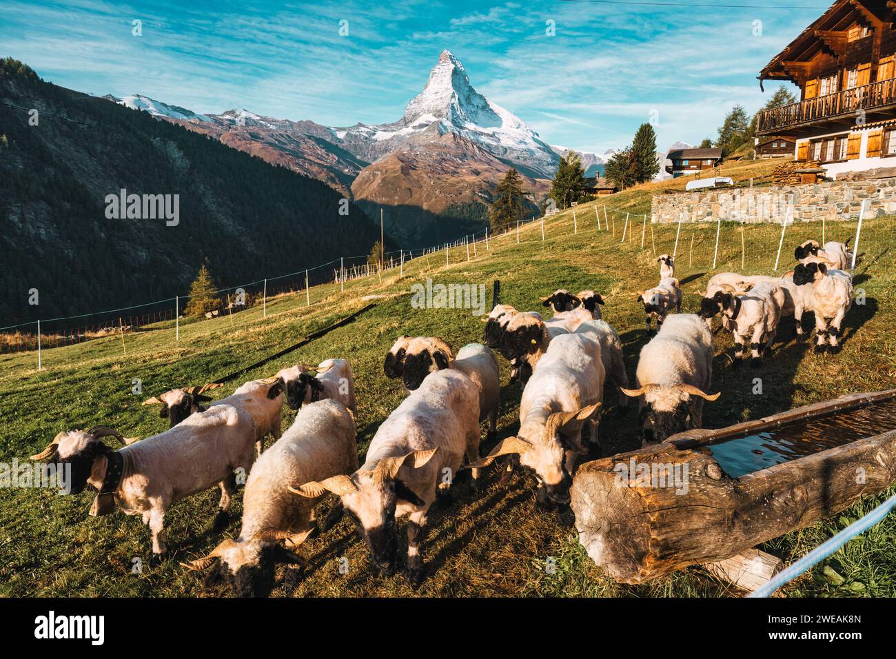 Beautiful view of Matterhorn mountain with Valais blacknose sheep on ...