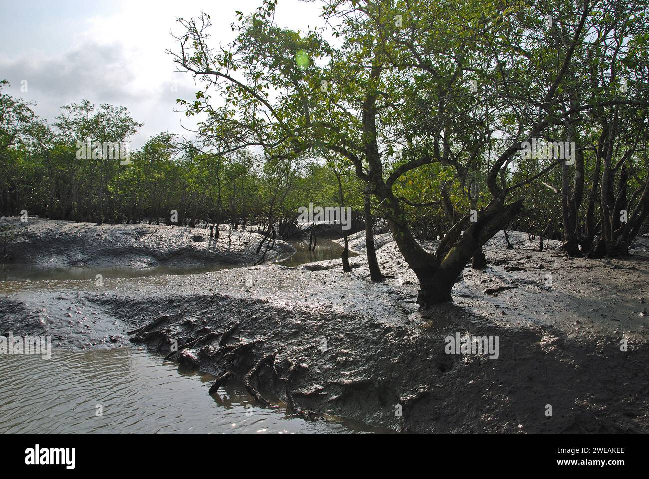 Fishing is the livelihood for many families in the Sundarbans, the ...