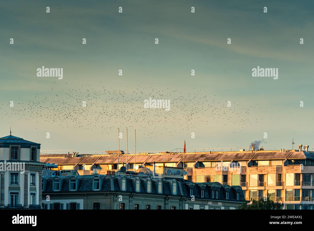 Classic bird hi-res stock photography and images - Alamy