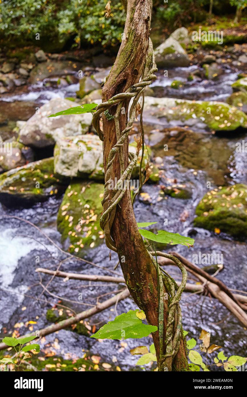 Twisting Vine on Decaying Trunk by Forest Stream - Eye-Level View Stock ...
