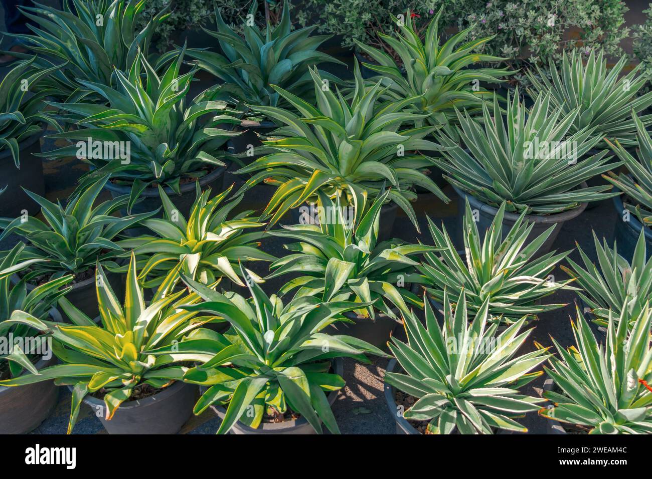 Large seedlings row blue agave plant grown for sale in pots outdoors at ...