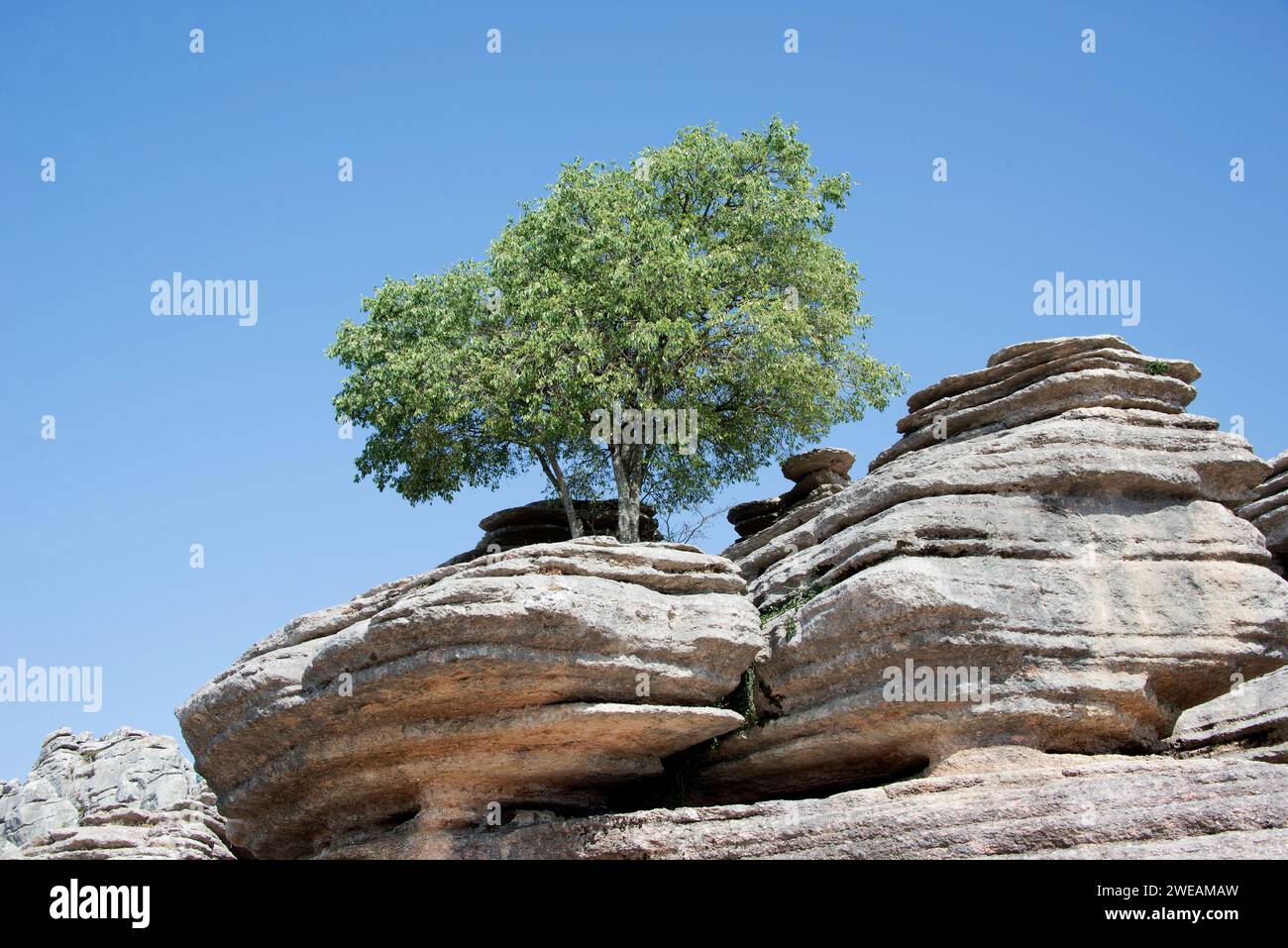 European nettle tree (Celtis australis) is a deciduous tree native to ...