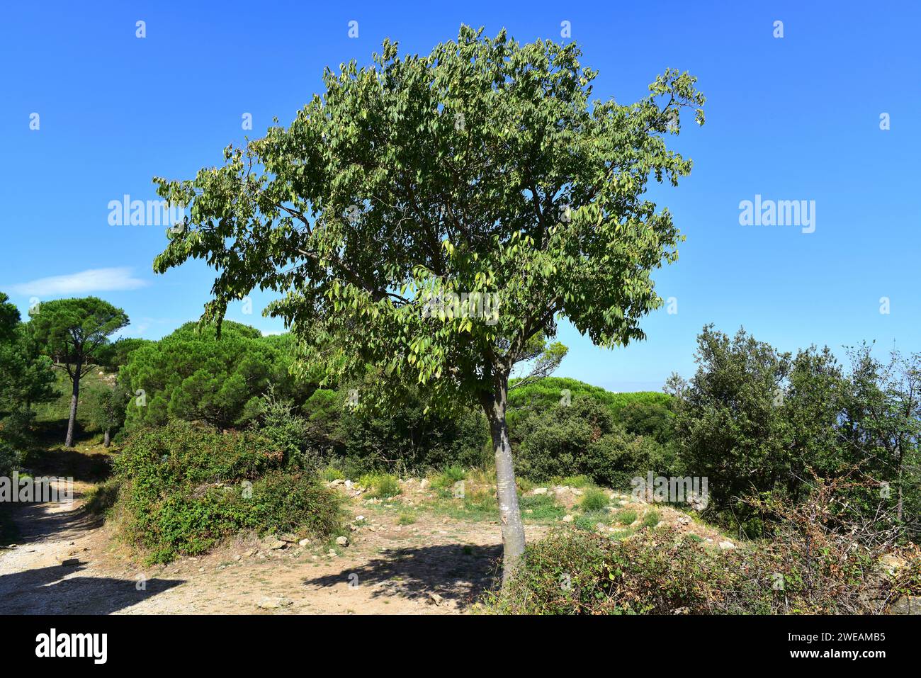 European nettle tree (Celtis australis) is a deciduous tree native to ...