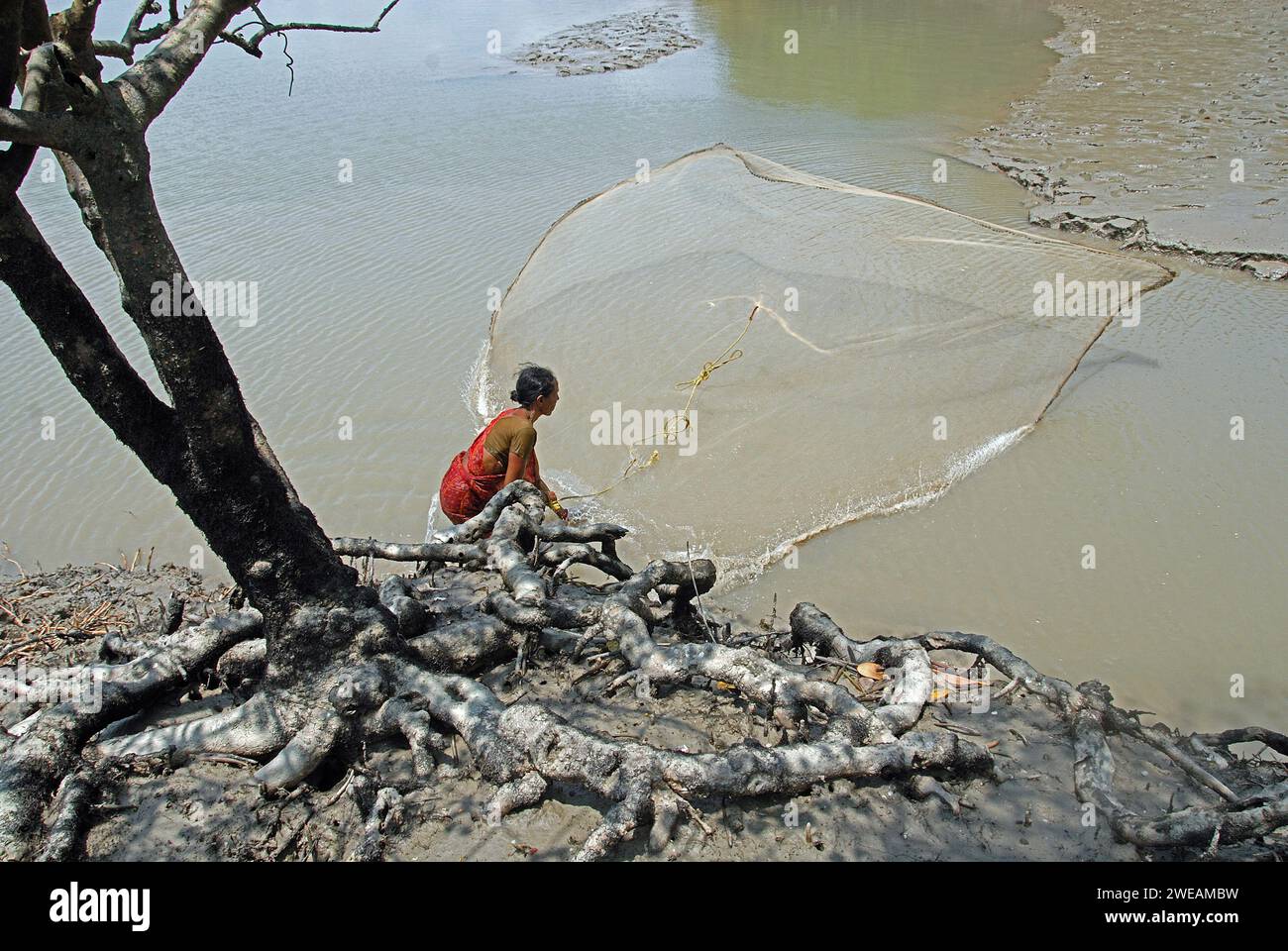 Fishing is the livelihood for many families in the Sundarbans, the ...