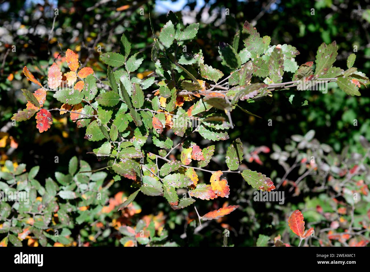 Cretan zelkova (Zelkova abelicea) is a deciduous tree endemic to Crete ...