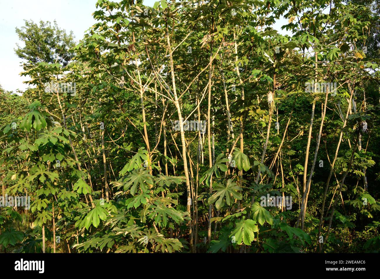 Snakewood (Cecropia peltata) is an evergreen invasive tree native to ...