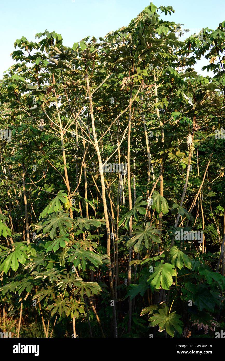 Snakewood (Cecropia peltata) is an evergreen invasive tree native to ...