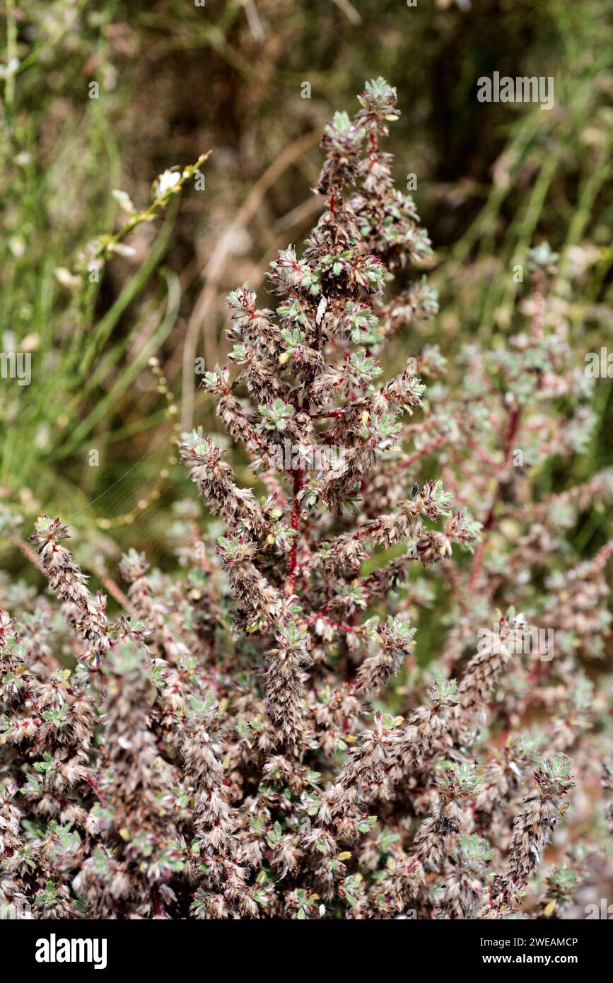 Desert nettle (Forsskaolea tenacissima) is a perennial herb native to ...
