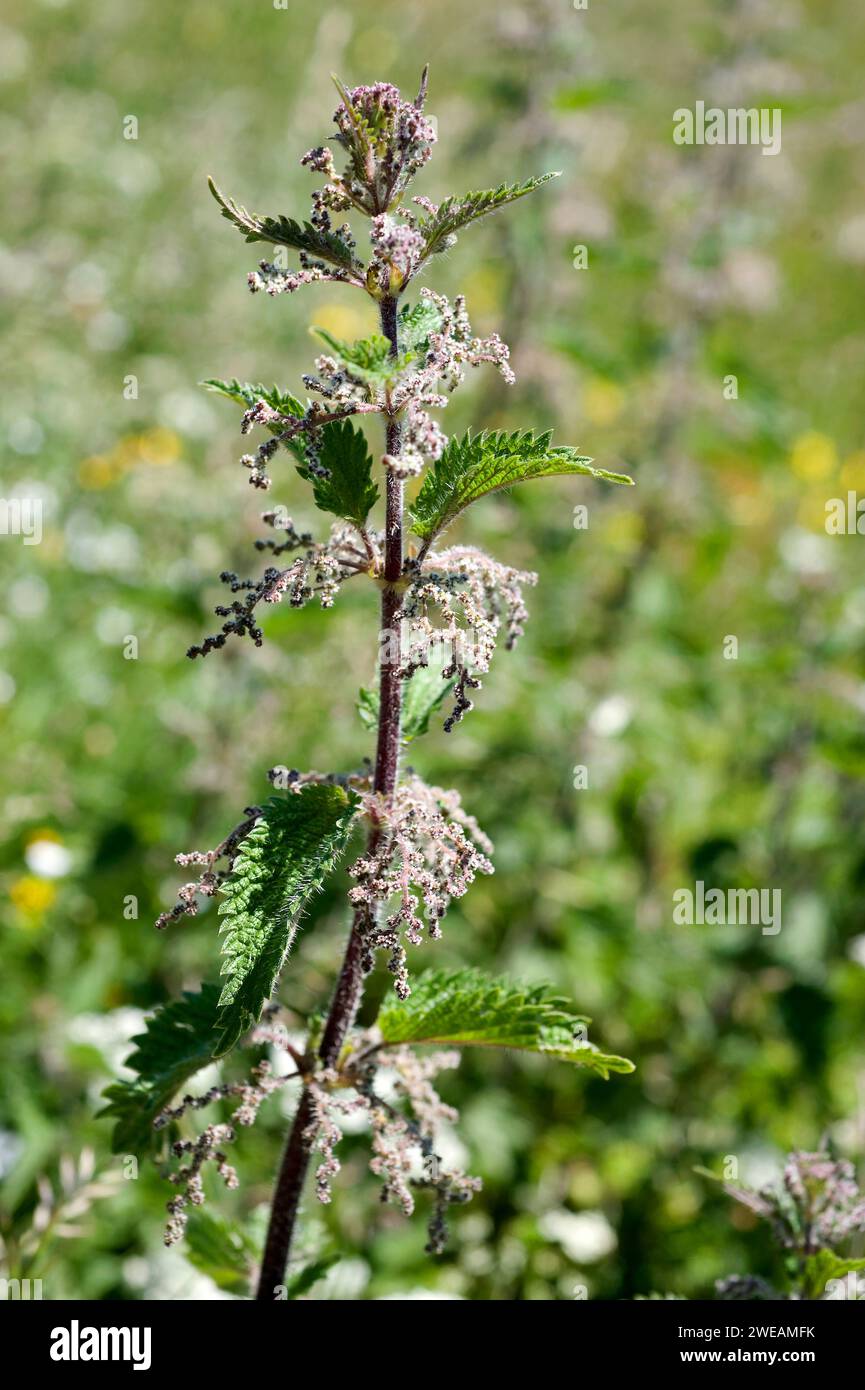 Ortiga urtica dioica hi-res stock photography and images - Alamy