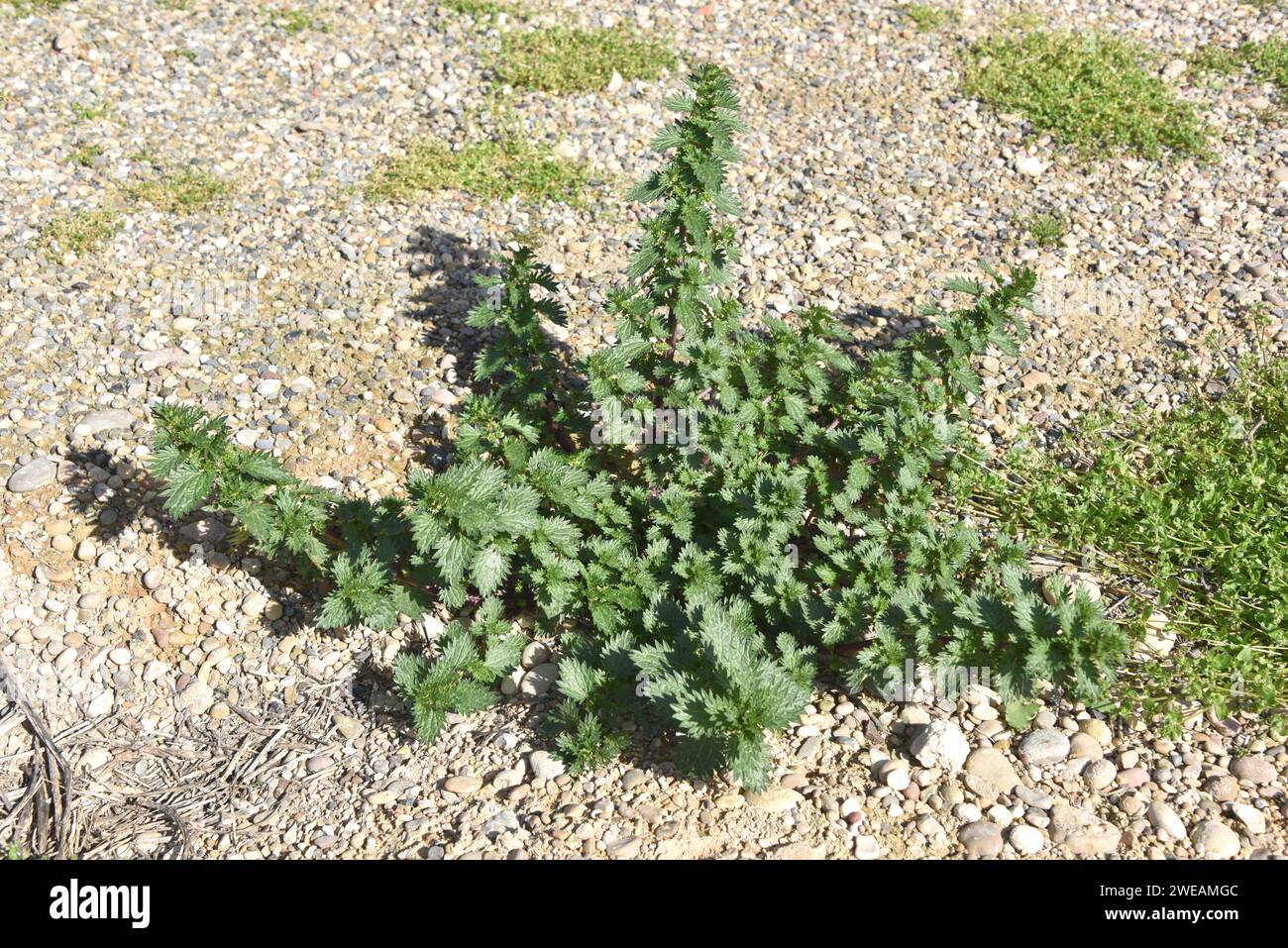 Ortiga menor hi-res stock photography and images - Alamy