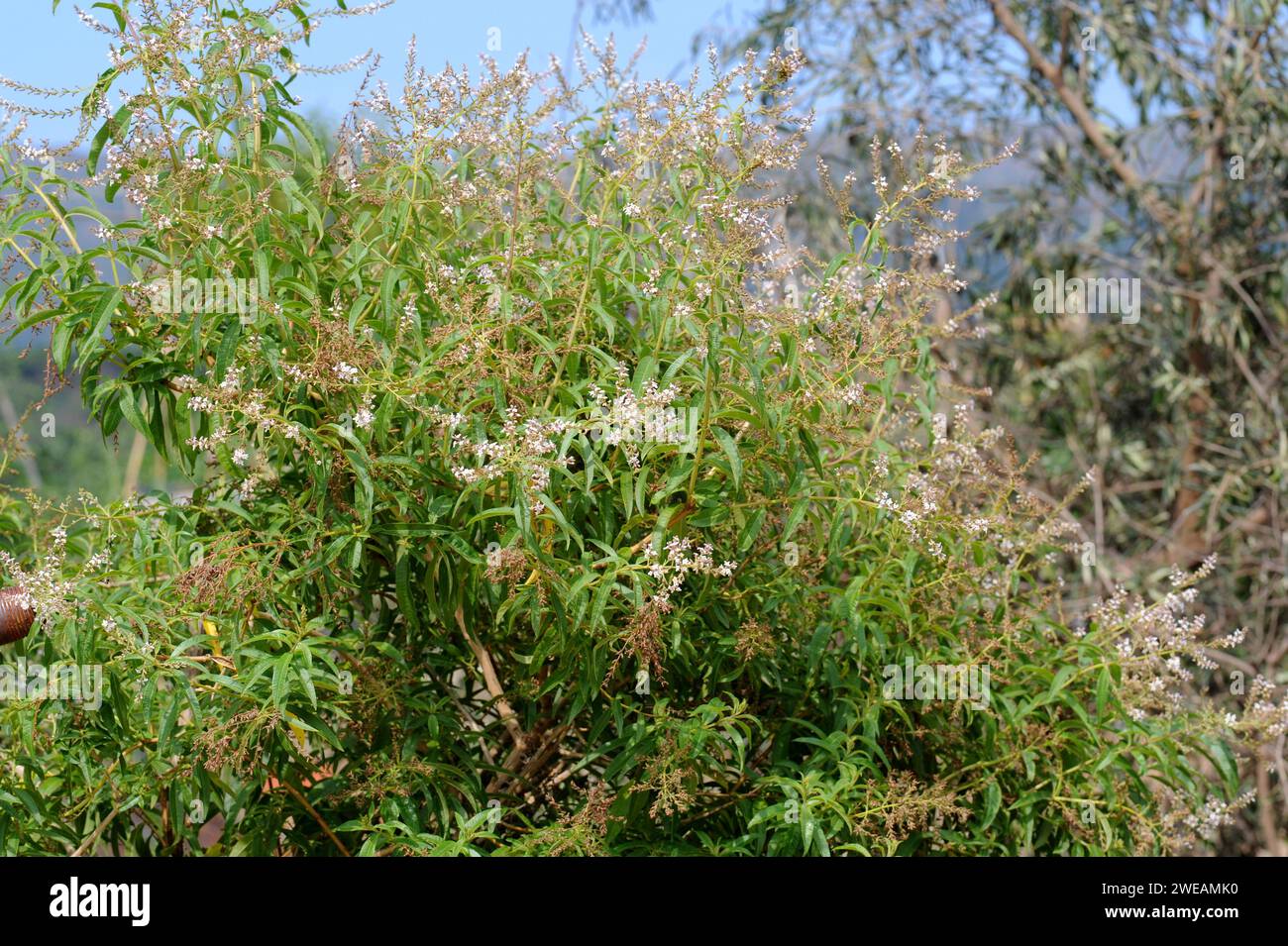 Lemon verbena (Aloysia citrodora, Aloysia triphylla or Lippia citrodora ...