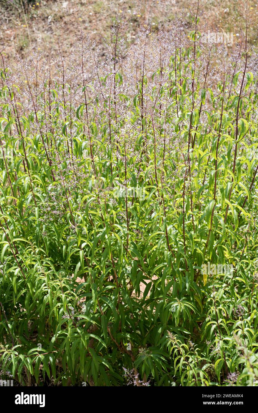 Aloysia triphylla hi-res stock photography and images - Alamy