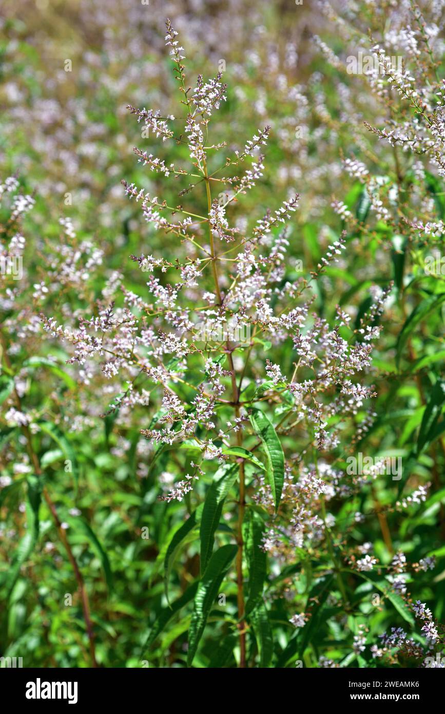 Lemon verbena (Aloysia citrodora, Aloysia triphylla or Lippia citrodora ...