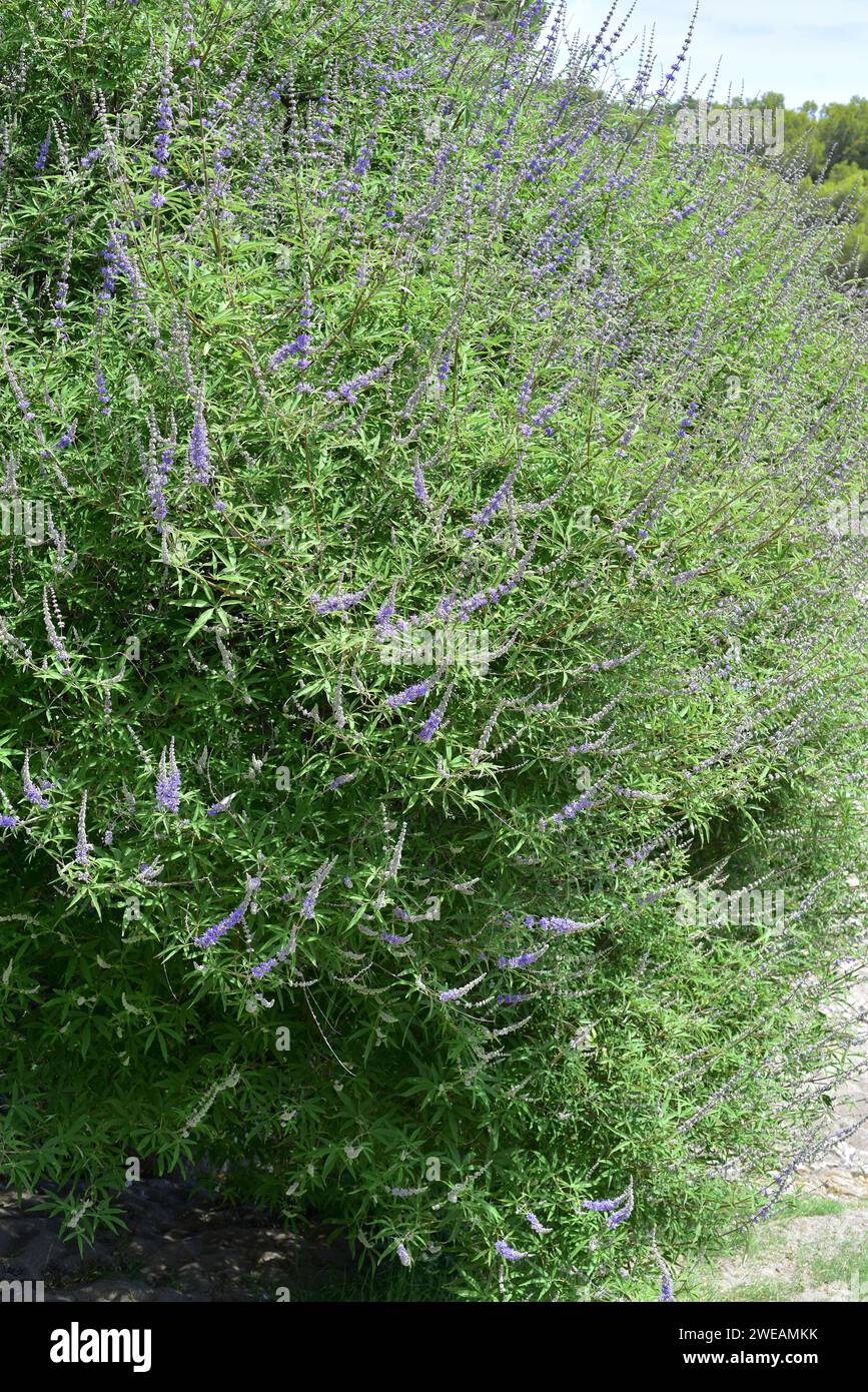 Chaste tree (Vitex agnus-castus) is a deciduous shrub or small tree ...