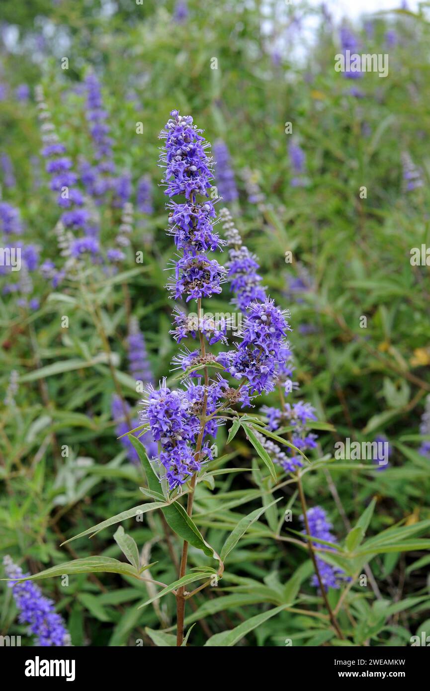Chaste tree (Vitex agnus-castus) is a deciduous shrub or small tree ...