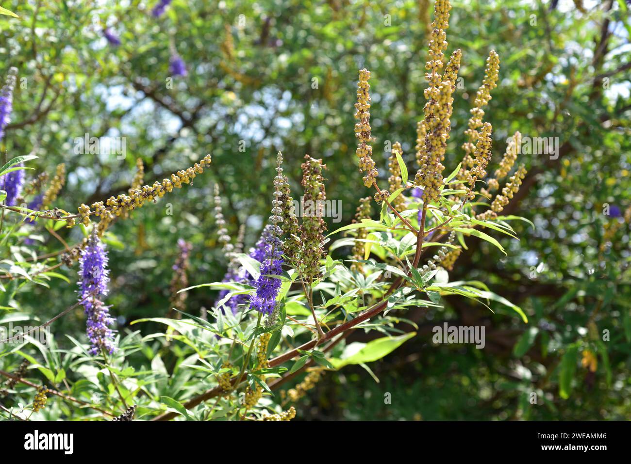 Berries detail hi-res stock photography and images - Alamy