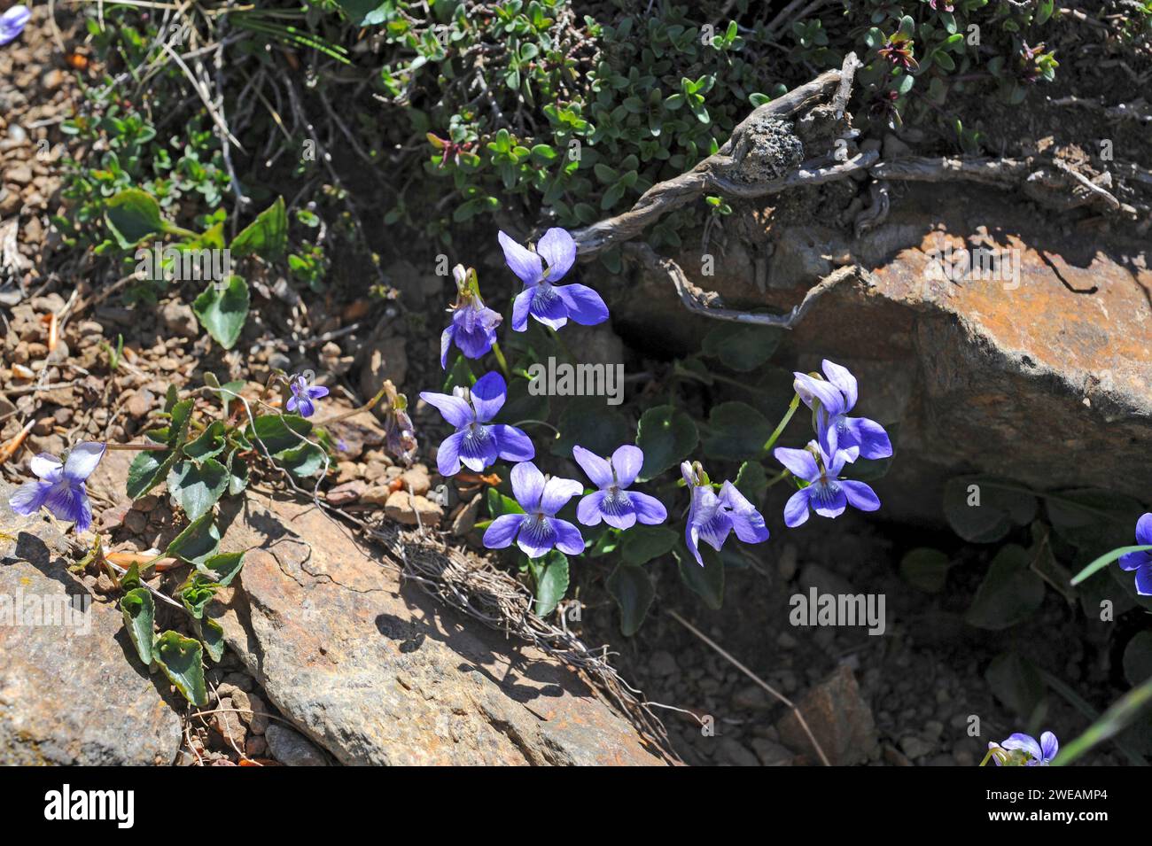 Wild violet (Viola sylvestris) is a perennial herb native to Europe ...