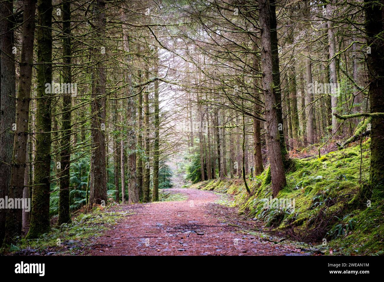 Gwydir Forest Park, Betws-Y-Coed, Snowdonia National Park Conwy, Wale ...