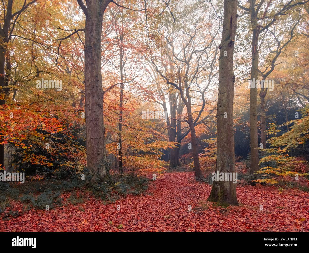 An autuminal wooded scene in Chislehurst, Kent, UK Stock Photo - Alamy