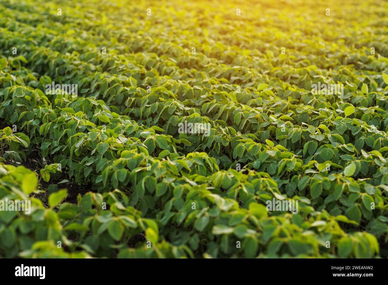 Agriculture. Soybean green plants growing in rows in cultivated field ...