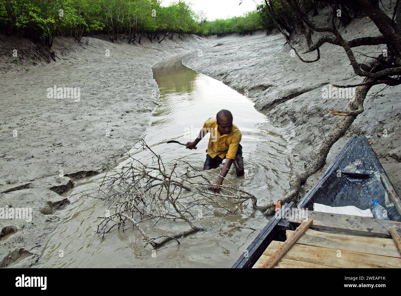 Fishing is the livelihood for many families in the Sundarbans, the ...