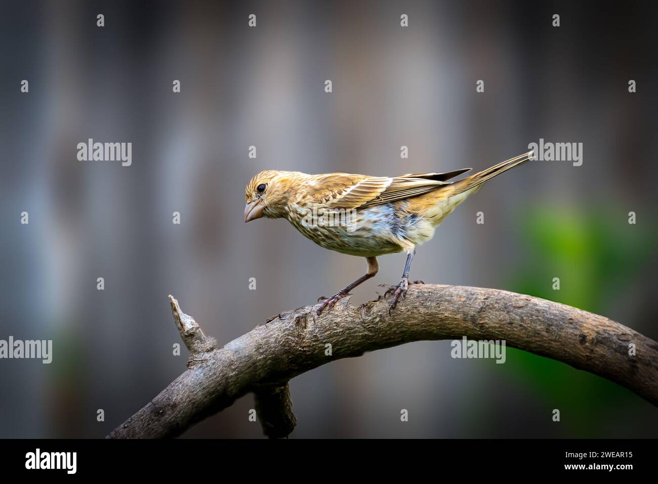 House Finch (Haemorhous mexicanus) in a backyard Stock Photo - Alamy