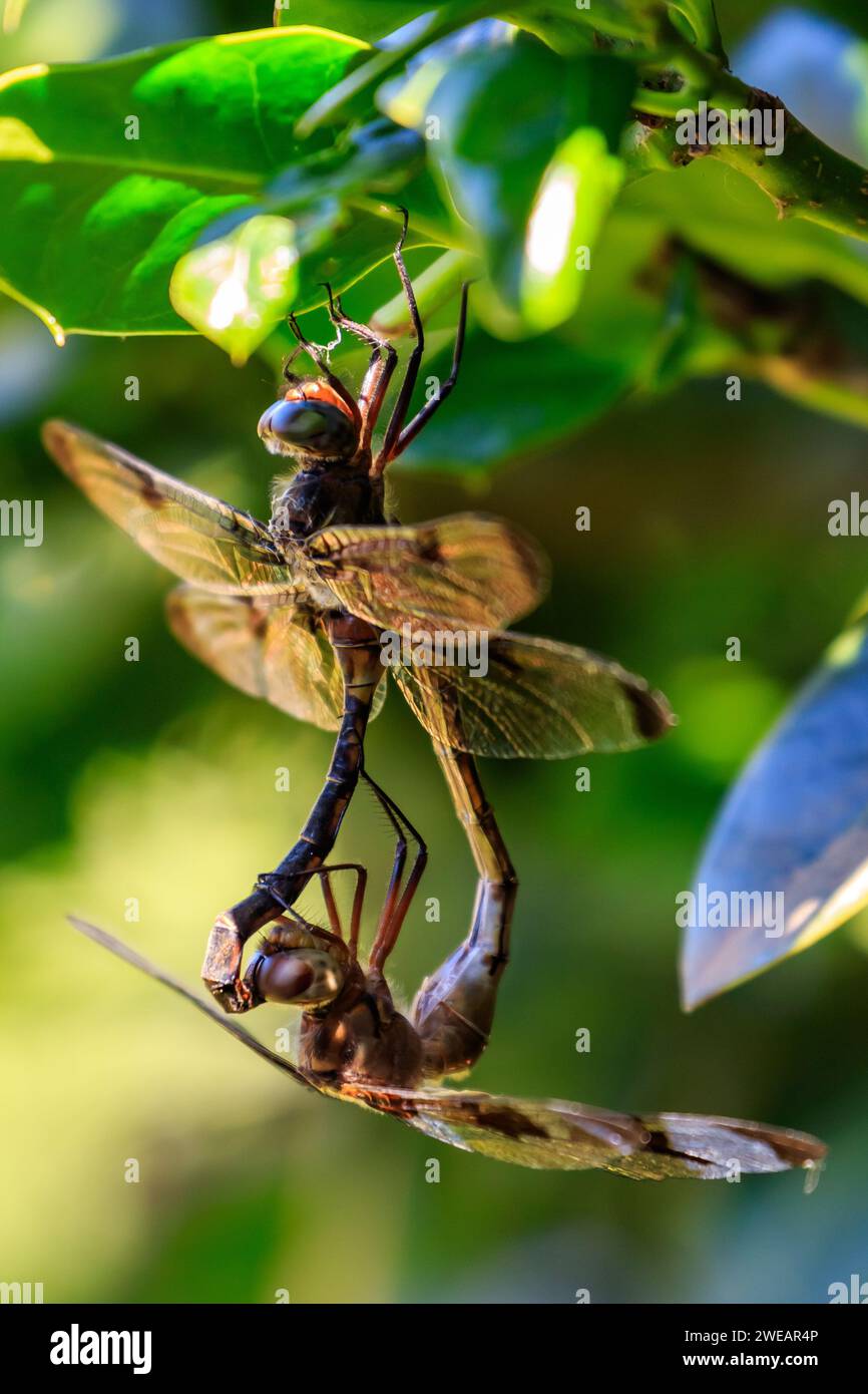 Prince Baskettail (Epitheca princeps) dragonfles mating Stock Photo - Alamy