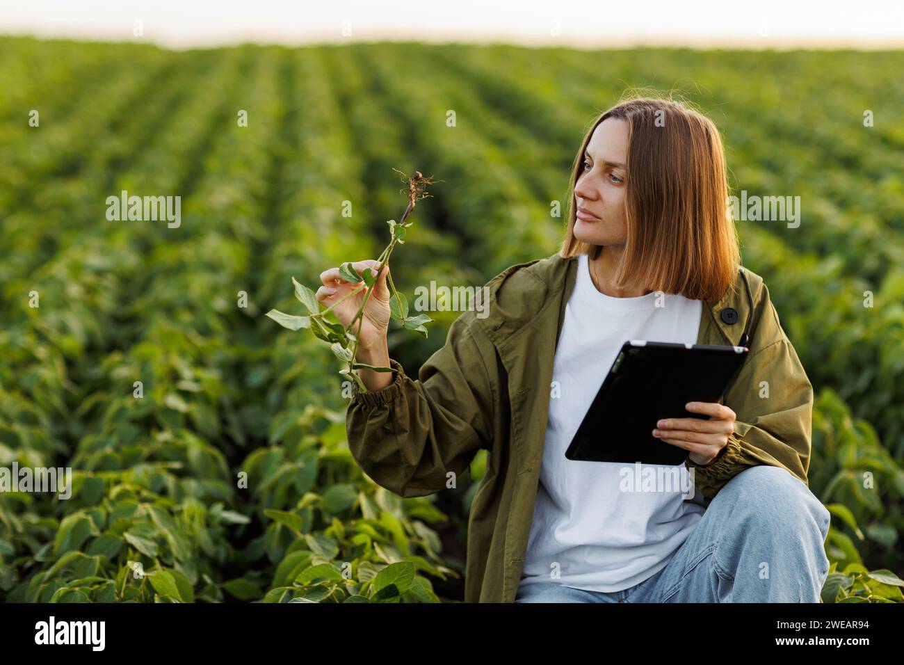 Smart farming soybean technology. Female farmer with digital tablet ...