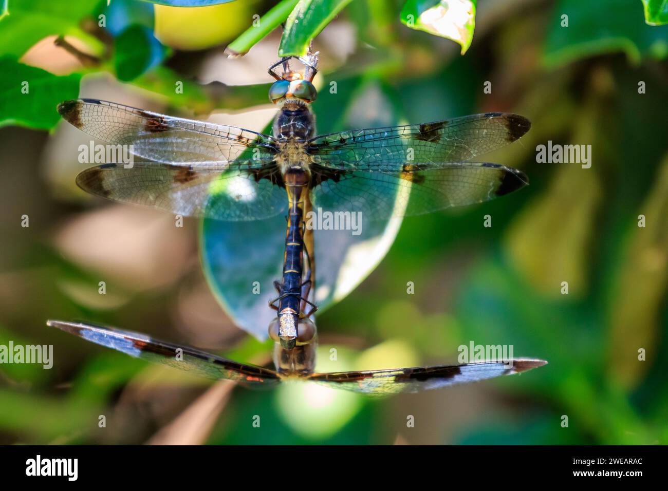 Epitheca mating hi-res stock photography and images - Alamy