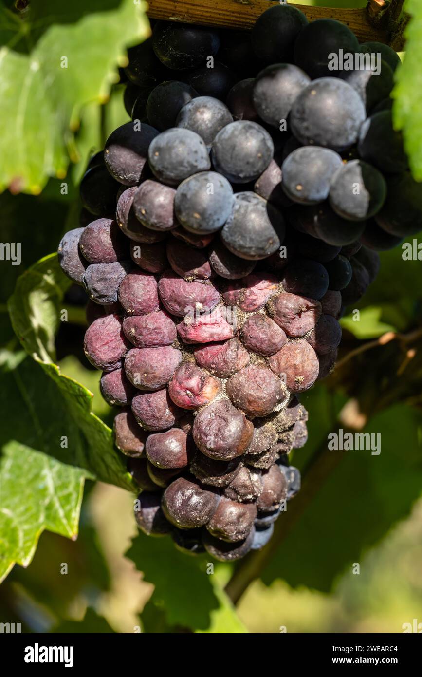 Blue grapes infested with gray mold Stock Photo - Alamy
