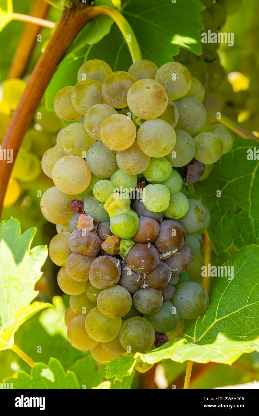 White grapes damaged by ants and attacked infested with rot and mold ...