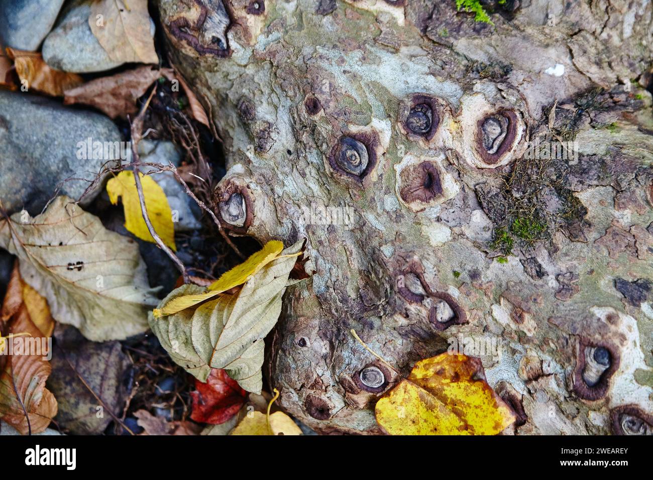 Autumn Tree Bark Texture and Leaves on Forest Floor Stock Photo - Alamy