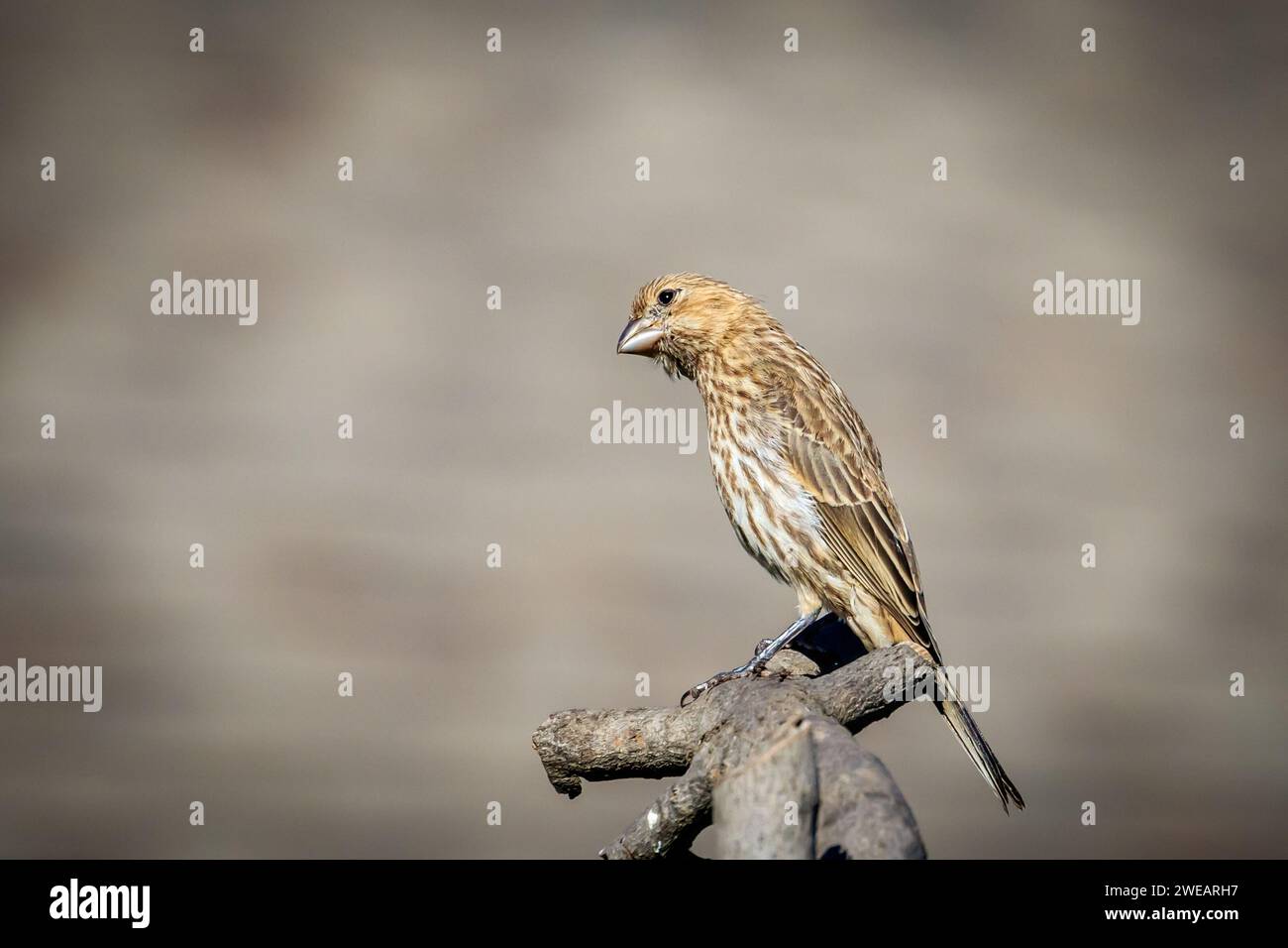House Finch (Haemorhous mexicanus) in a backyard Stock Photo - Alamy