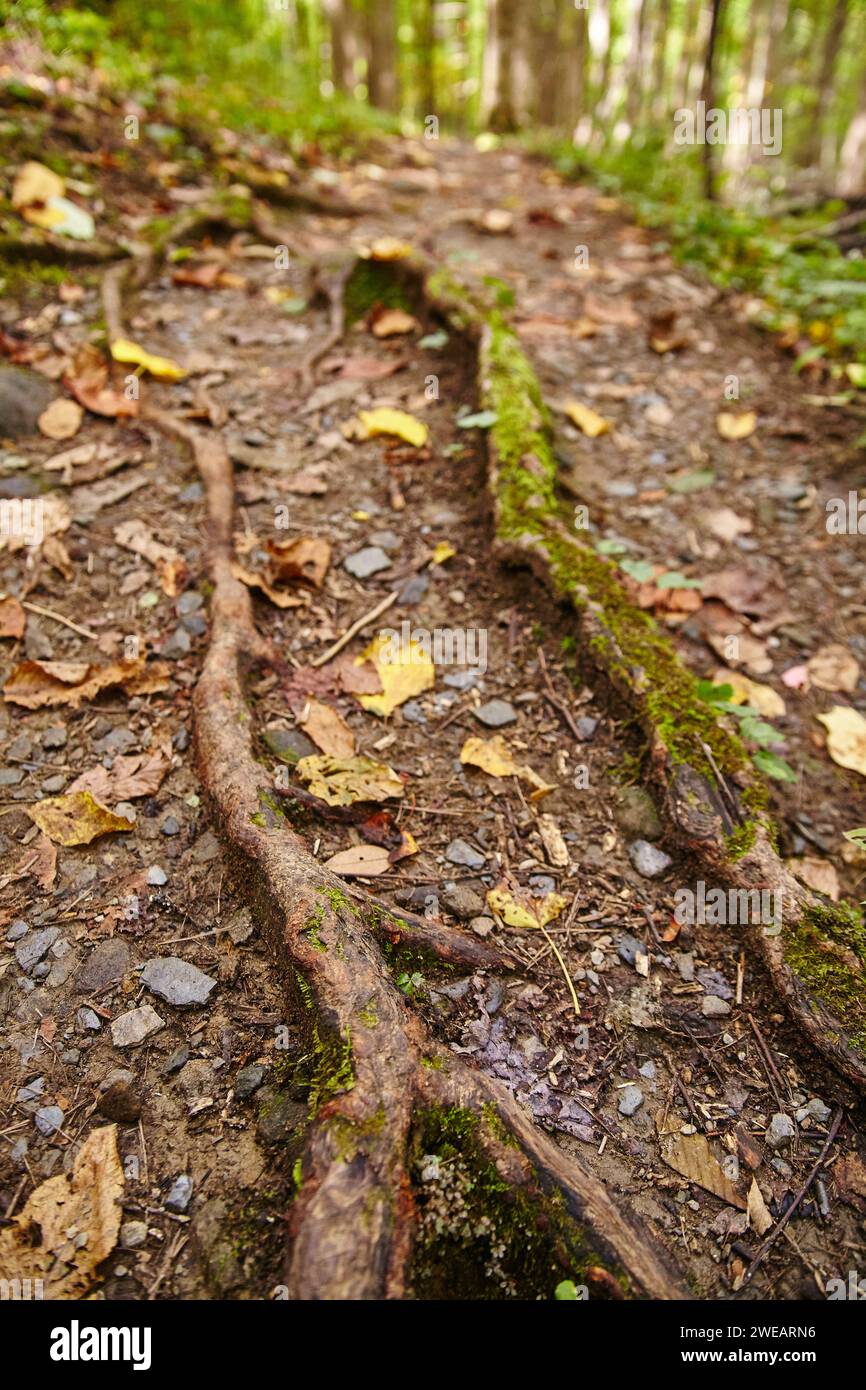 Mossy Tree Roots and Autumn Leaves on Forest Path Stock Photo - Alamy