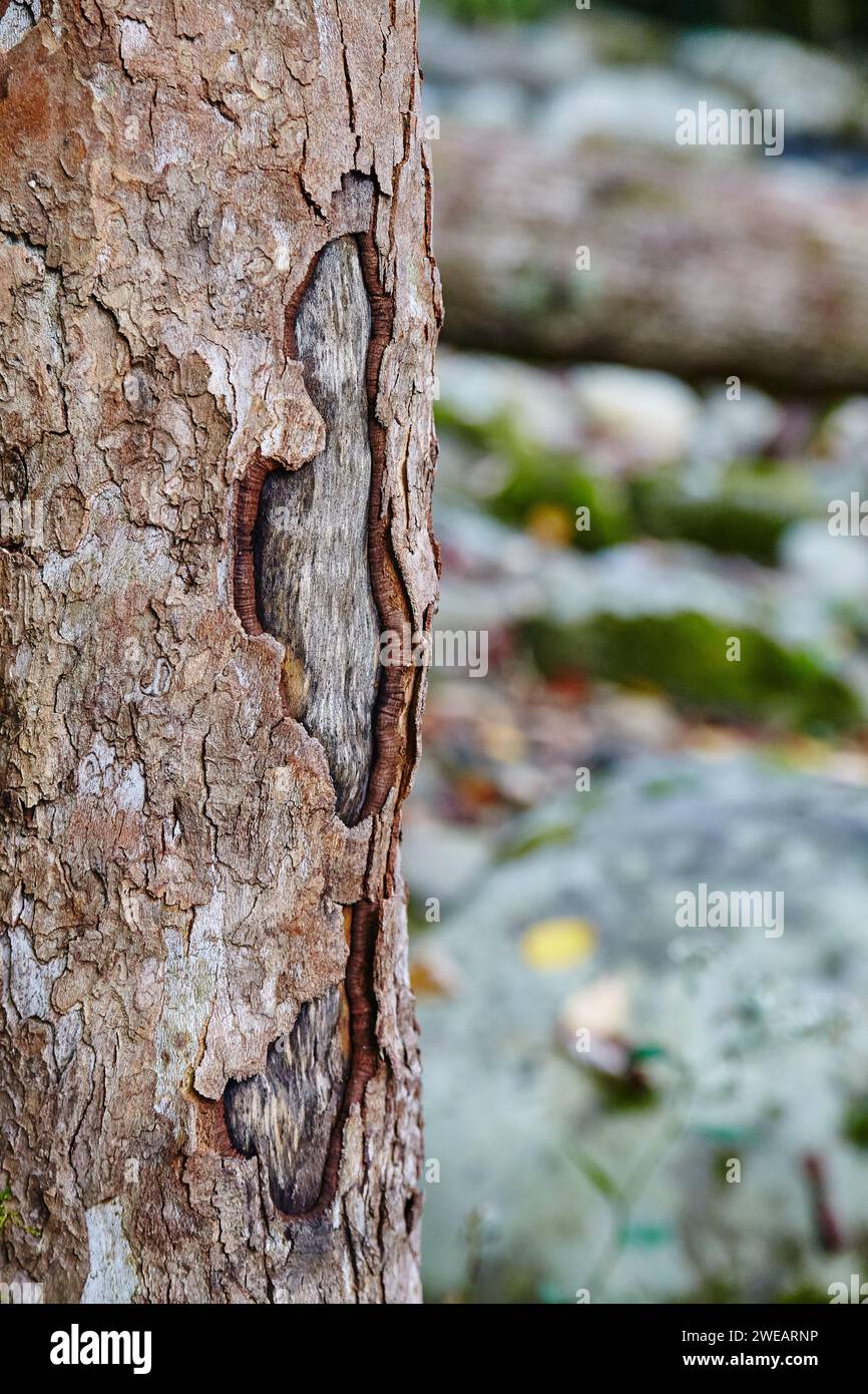 Textured Tree Bark Detail with Natural Patterns in Forest Stock Photo ...