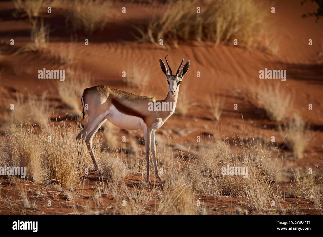 springbok or springbuck (Antidorcas marsupialis) in Namib desert ...