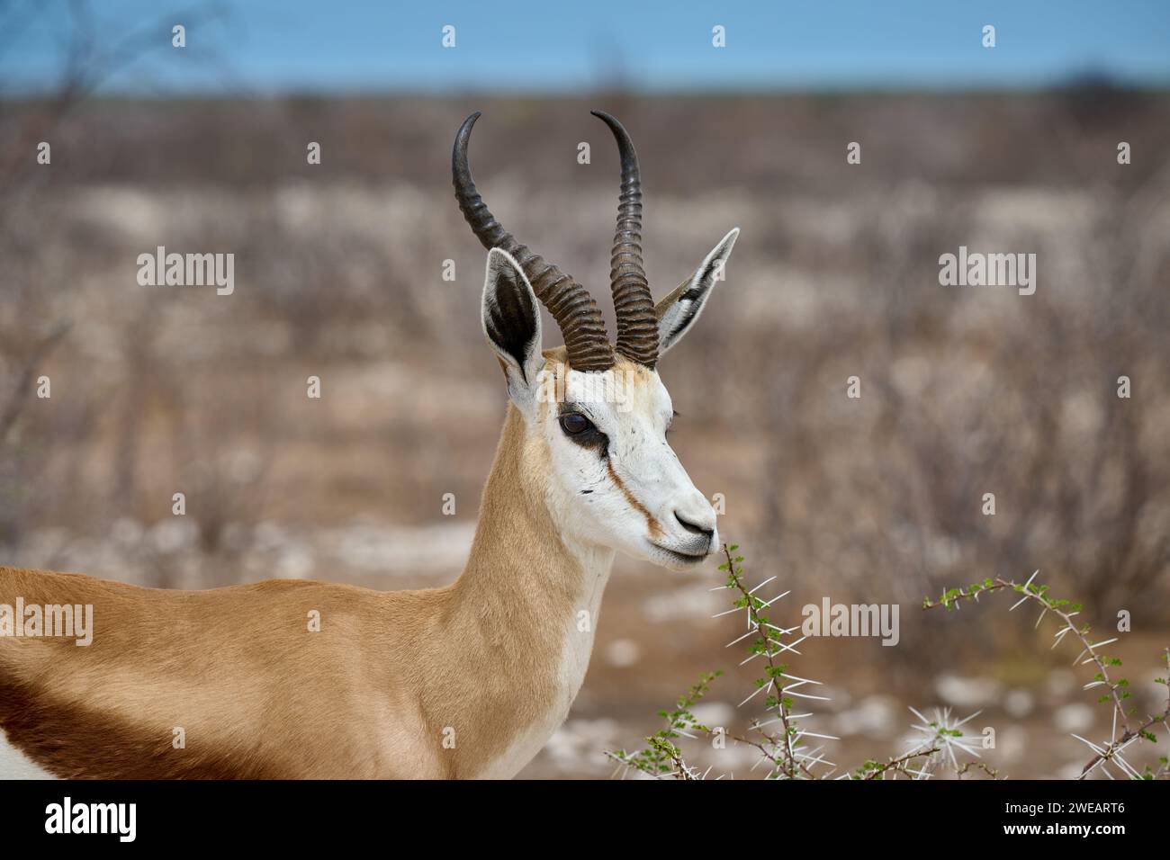 Portrait of a springbok or springbuck (Antidorcas marsupialis) im ...