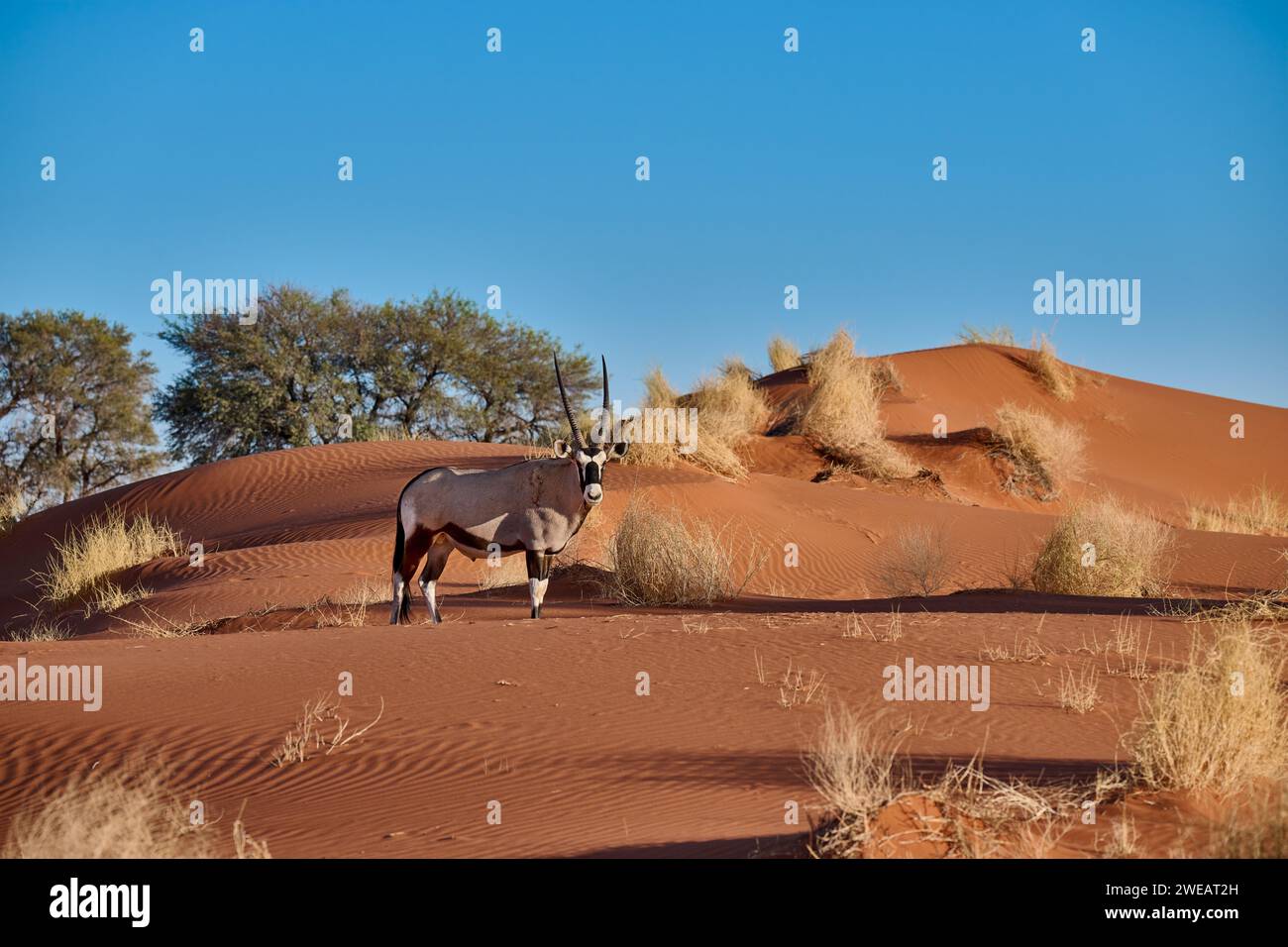 Oryx antelope (Oryx) in Namib desert, Namibia, Africa Stock Photo - Alamy