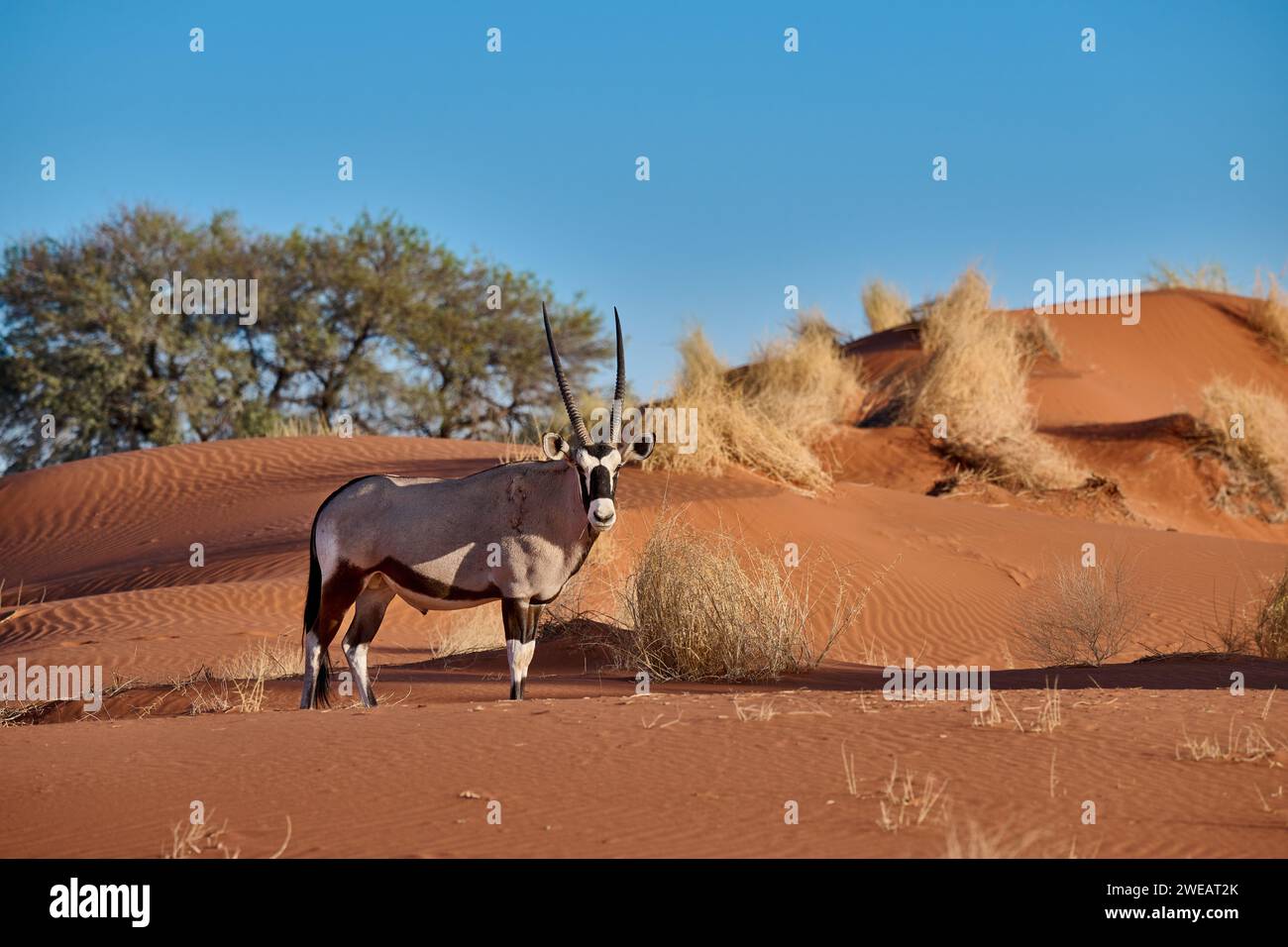 Oryx antelope (Oryx) in Namib desert, Namibia, Africa Stock Photo - Alamy