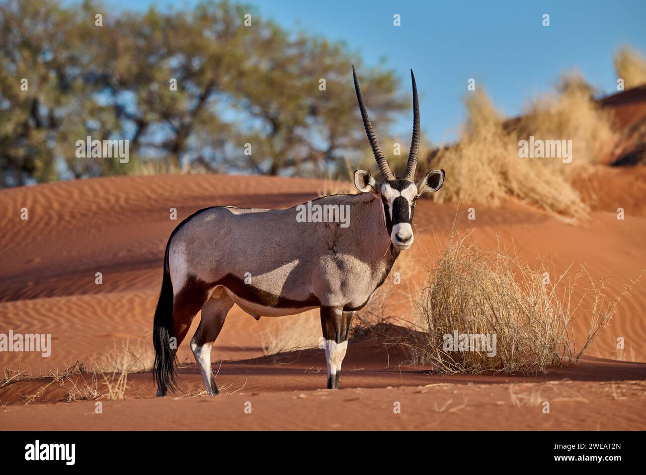 Oryx antelope (Oryx) in Namib desert, Namibia, Africa Stock Photo - Alamy