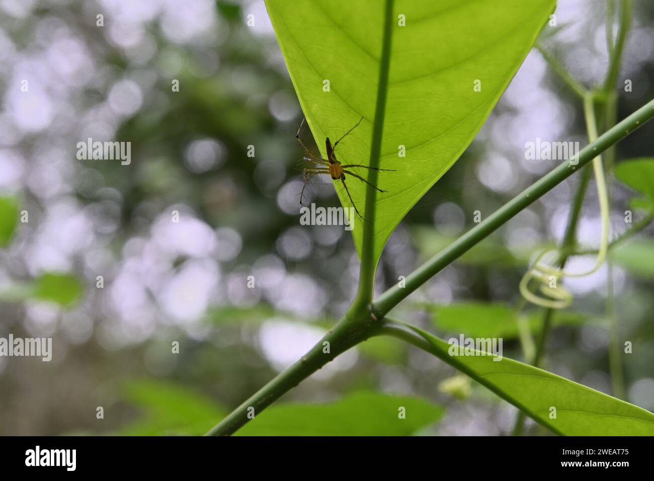 Underneath view of an orange colored lynx spider sitting underside of a ...