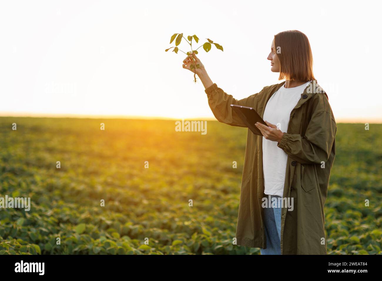 Female farmer with digital tablet holds soya plant, examines and ...