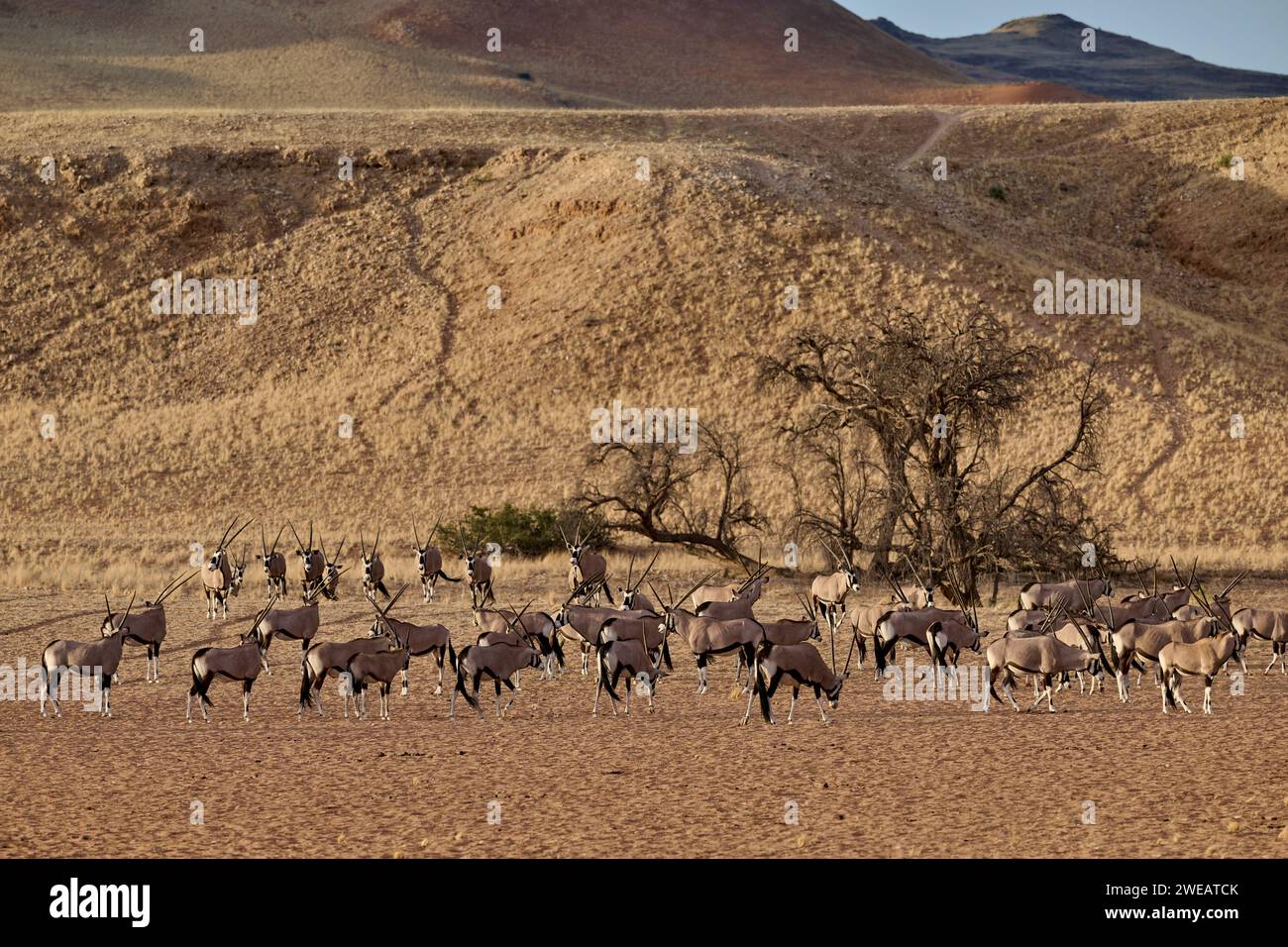 Namib desert animals hi-res stock photography and images - Alamy