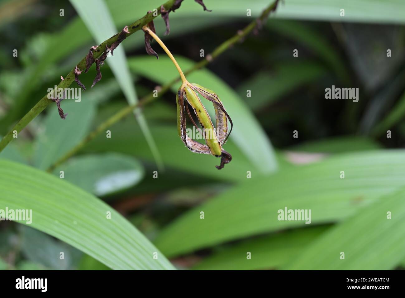 Philippine ground orchid hi-res stock photography and images - Alamy